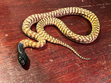 Black Headed Pythons By Brads World Reptiles