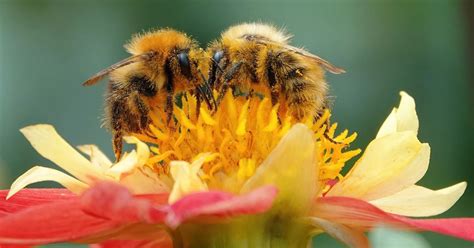 Stackstate On Linkedin Using Ebpf To Debug Ebpf