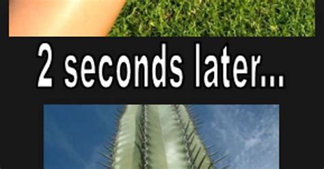 Cactus Imgur