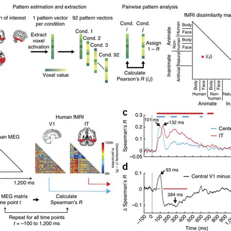 Relating Meg And Fmri Signals In V1 And It A Fmri Analysis We