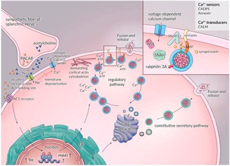 Intricacies Of The Molecular Machinery Of Catecholamine Biosynthesis