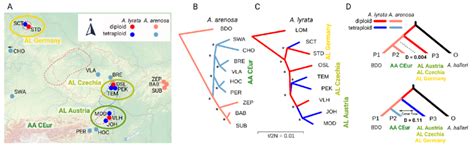 Evolutionary Relationships Of Diploid And Autotetraploid Populations Of Download Scientific