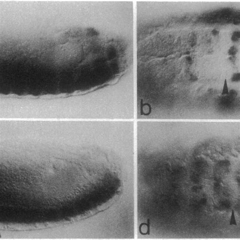 Requirement For Polycomb Function Wild Type A And B Or Homozygous Download Scientific