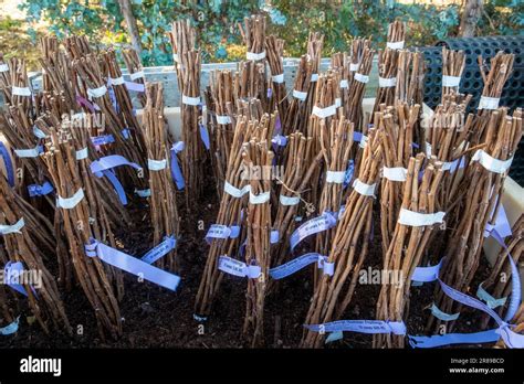 Raspberry Canes For Propagation For Sale At A Large Nursery Stock Photo Alamy