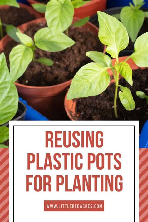 Reusing Plastic Pots For Planting