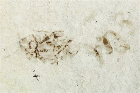 41 Fossil Insect Hymenoptera France 256032 For Sale