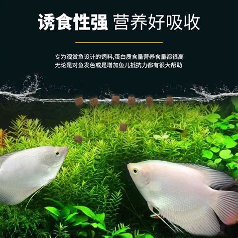 日清招财鱼饲料：隐藏的弊端与影响，你真的了解吗？ 生活 淘宝百科网