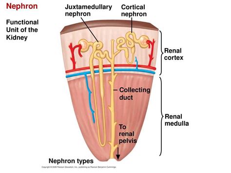 Anatomy Of A Nephron Complete Diagram With Labeled Parts