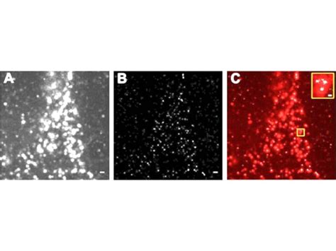 Structure And Function Of C Type Lectin Receptor Dc Sign Glycopedia