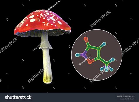 Fly Agaric Mushroom Amanita Muscaria Molecule Stock Illustration