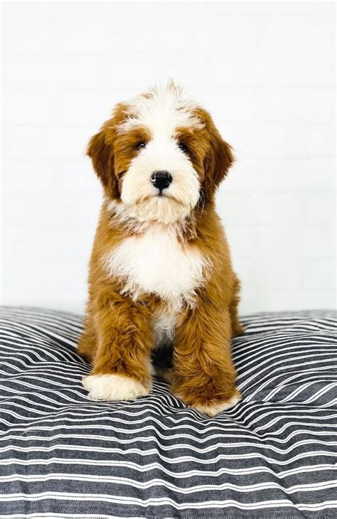 Bernedoodle Studs Doodles Of Oz