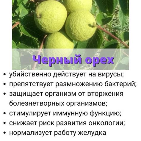 ᐉ Настойка черного ореха на керосине Тогдакамп 100 мл • Купить в Киеве ...
