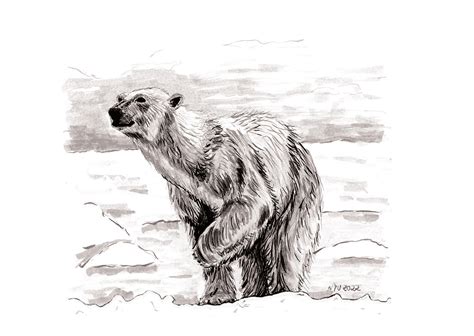 Polar On Behance