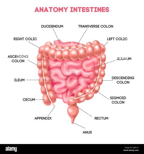 Human Intestine Anatomy Diagram With Duodenum Ileum Cecum Jejunum