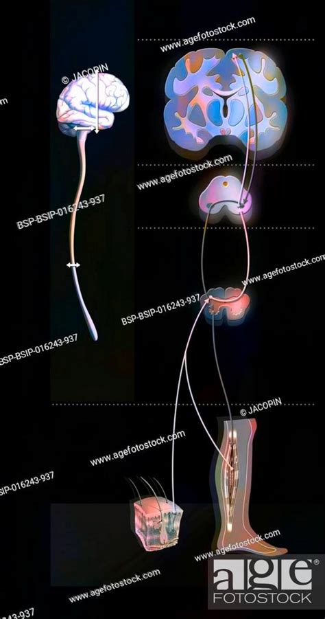 Sensorimotor Loop Control Of The Brain To Link Sensations To Motor