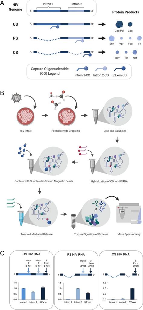 Identification Of Host Proteins Differentially Associated With Hiv 1 Rna Splice Variants Elife