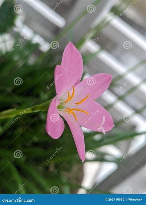 Enfoque Poco Profundo De Una Flor Rosada De Cefir Lily Con Fondo