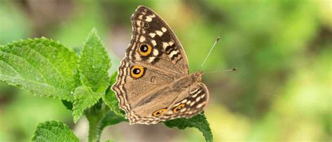 Cnet Dapper 详解 唐青枫 Segmentfault 思否 Cnet Dapper 详解 唐青枫 Segmentfault 思否