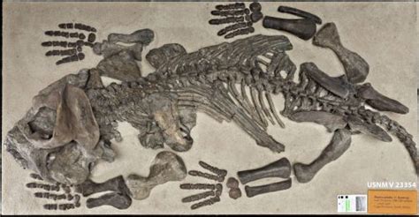 Permo Triassic Synapsids At Nmnh Extinct Monsters