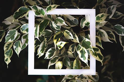 열 대 식물의 녹색 잎의 배경에 사각형 프레임 자연의 테마에 엽서 텍스트 프레임 0명에 대한 스톡 사진 및 기타 이미지 0명 개념 계절 Istock