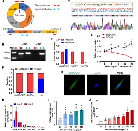 Cyclization Verification Subcellular Localization And Expression Download Scientific Diagram