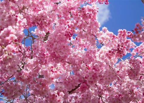 Cherry Blossom Season In Japan Best Places To See Sakura