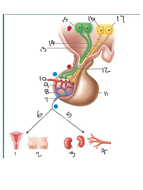 Endocrine Diagram Quizlet