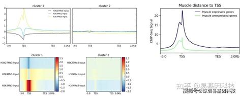 易基因：染色质免疫共沉淀测序 chip seq）的数据挖掘思路 ｜干货系列 peak 分析 reads