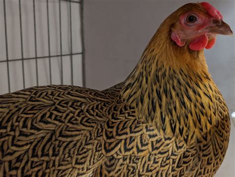 Chicken Feather Patterns With Breed Examples Pictures And Video Cluckin