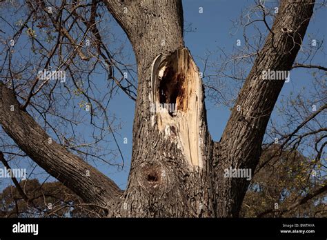 Tree With A Hole Hi Res Stock Photography And Images Alamy