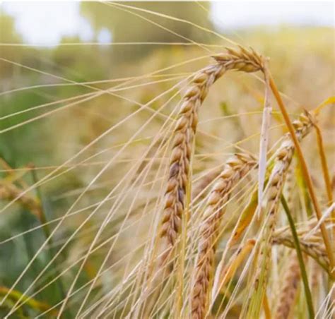 Genotyping Applications Meaning Methods And Snp Detection