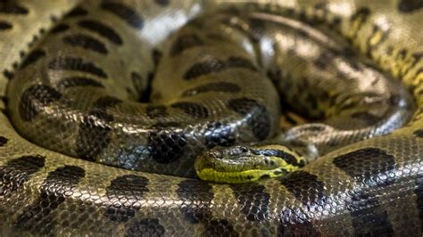 New Research Reveals Green Anaconda Is 2 Separate Species