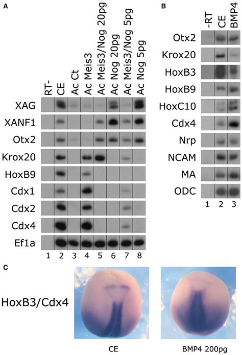 New Roles For Wnt And Bmp Signaling In Neural Anteroposterior Patterning Embo Reports