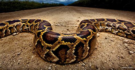 Another Reason To Worry About Burmese Pythons This Parasite