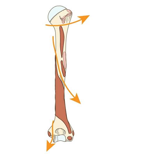 Humerus Radial Nerve Anatomy