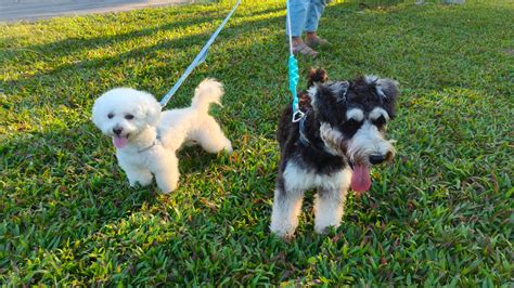 How To Choose A Good Pet Tracker