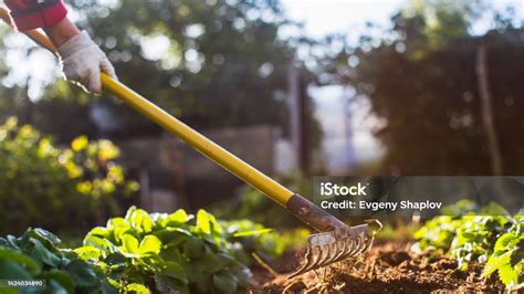 수공구로 정원에서 땅을 경작하는 농부 토양 풀림 원예 개념 농장에서의 농업 작업 가을에 대한 스톡 사진 및 기타 이미지 가을 갈색 개념 Istock