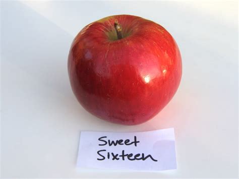 Sweet Sixteen Apple Fedco Seeds