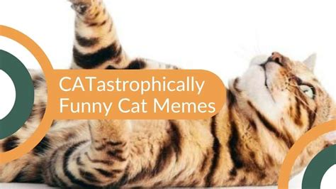 Funny Cat Memes