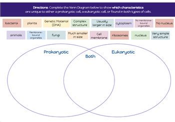 Prokaryotic Vs Eukaryotic Venn Diagram By Melissa Carroll TPT
