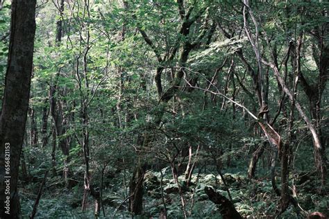 Foto De Stock 대한민국 한국 제주의 원시림 곶자왈의 녹색 나무와 우거진 숲을 관찰할 수 있는 자연환경 산책길 배경화면 Adobe Stock
