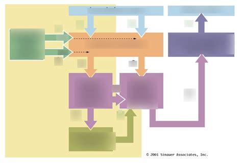 Basal Ganglia Indirect Pathways Diagram Quizlet