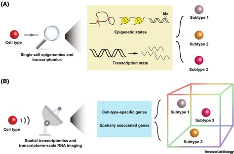 Multidimensional Single Cell Analyses In Organ Development And