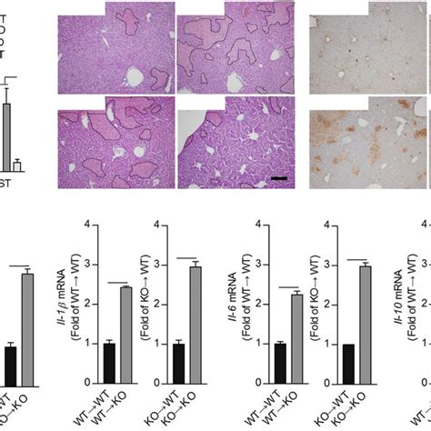 Shp Deficiency In Liver Parenchymal Cells Is Associated With Increased Download Scientific