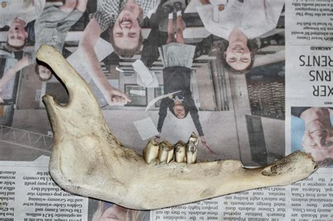 I Found This Sheepgoat Skull With An Abnormality Involving The Upper