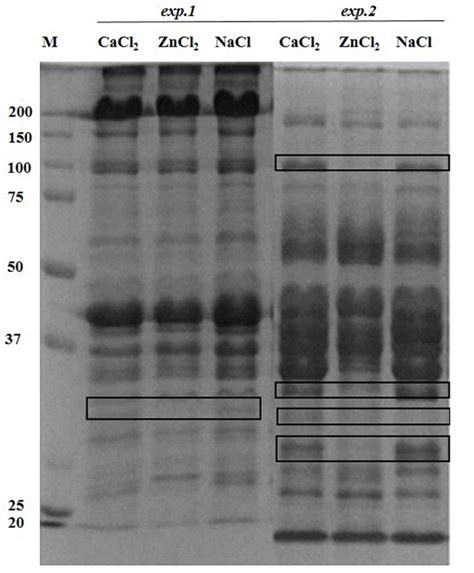 Sds Page Protein Degradation Patterns By Proteases Enhanced With Ca 2 Download Scientific