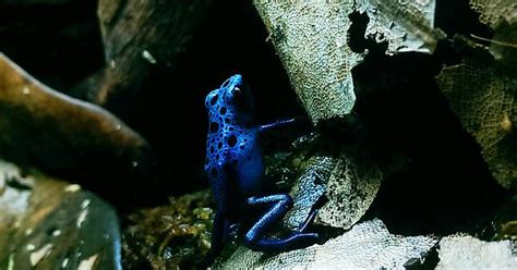 Cellphone Snapshot Of One Of My Blue Azureus Dart Frogs Imgur
