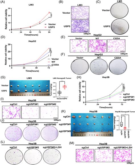 Ubiquitin‐specific Protease 5 Usp5 Promotes Tumor Growth Dependent On Download Scientific