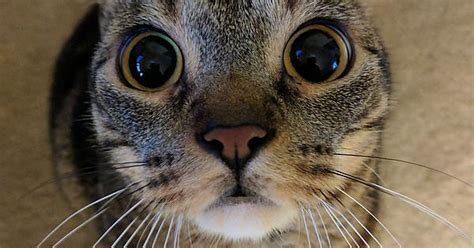 She Got Into The Catnip Again Album On Imgur