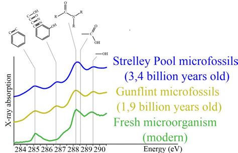Oldest Confirmed Fossils On Earth Share Similarities With Modern Bacteria IFLScience